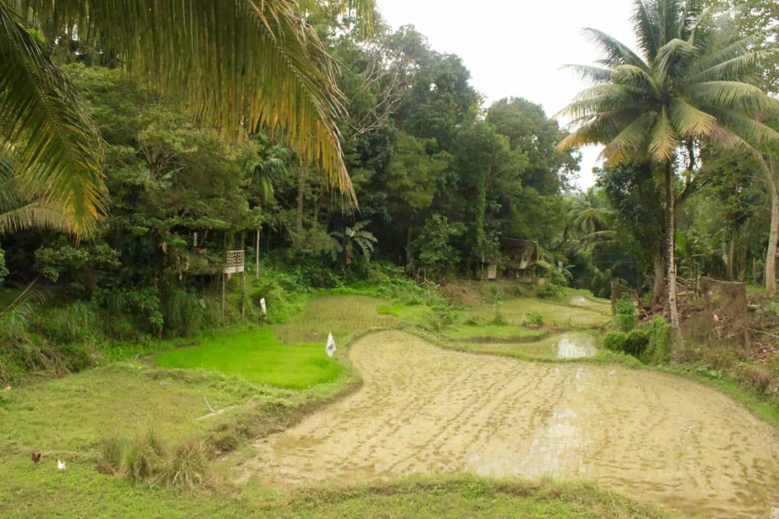 Guide to Bohol Island in the Philippines: The Best Things to See and Do ...