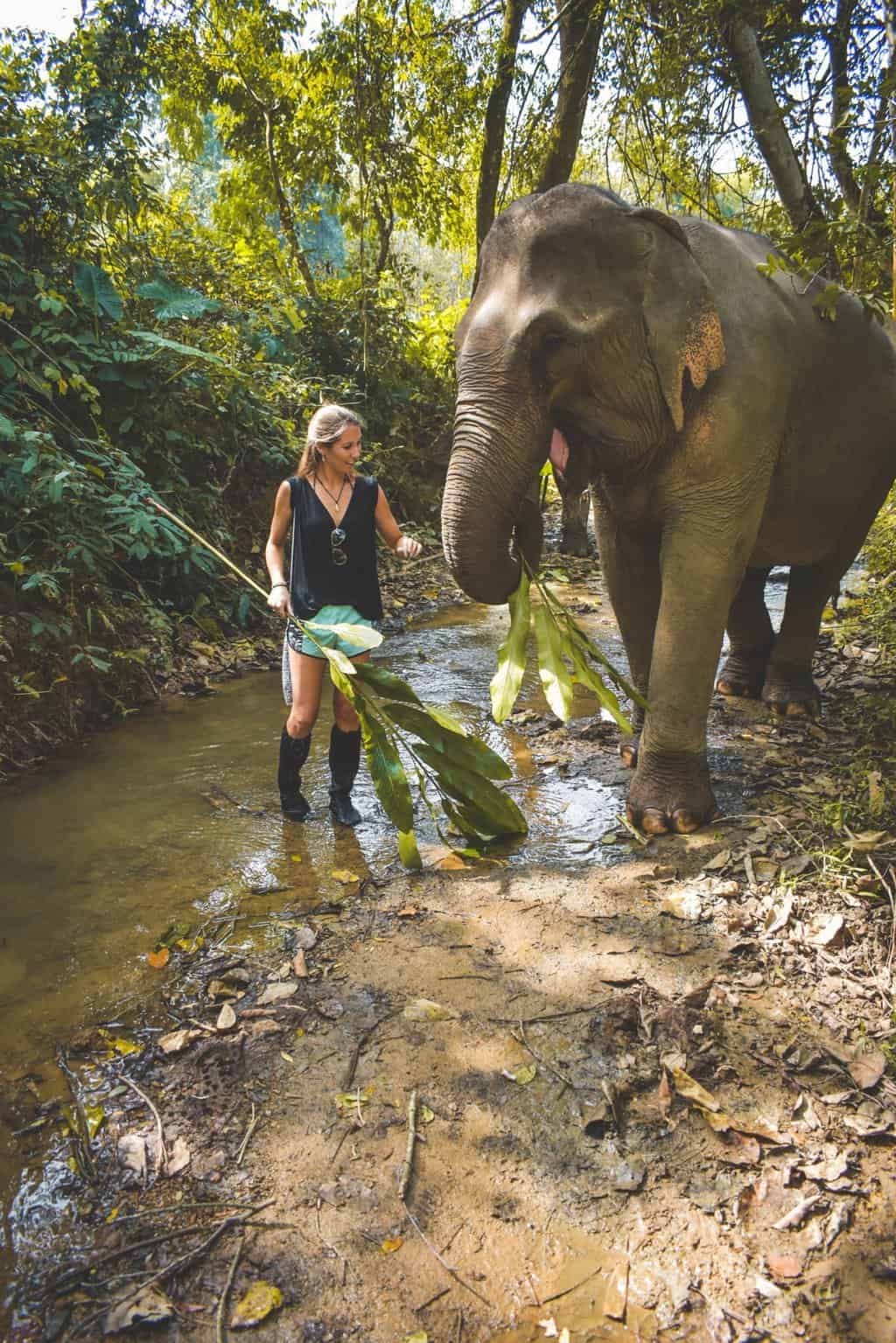 Ethical Elephant Experience in Luang Prabang: MandaLao Elephant ...