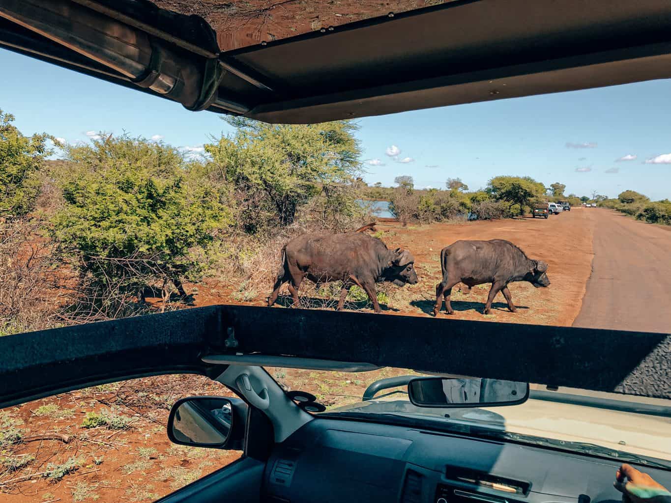 Complete Guide to Safari in Kruger National Park, South Africa - Stoked ...