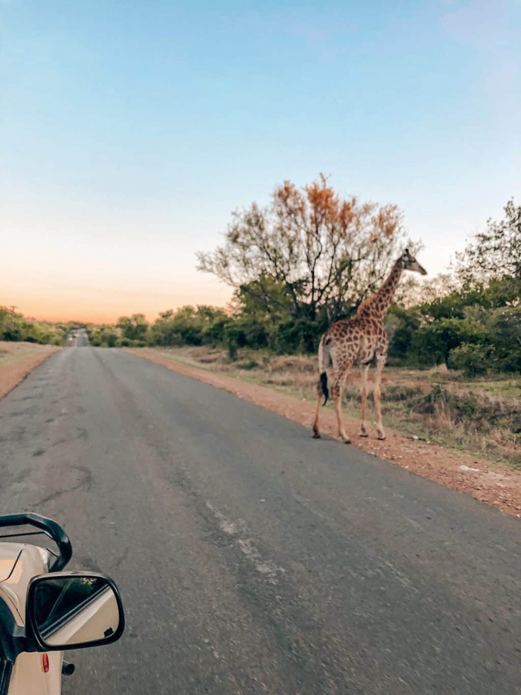 Complete Guide to Safari in Kruger National Park, South Africa - Stoked ...
