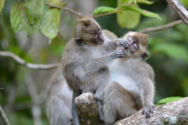 Where to See Orangutans in Borneo: A Complete Guide - Stoked To Travel