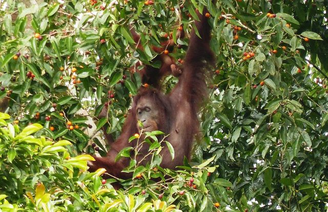 Where to See Orangutans in Borneo: A Complete Guide - Stoked To Travel