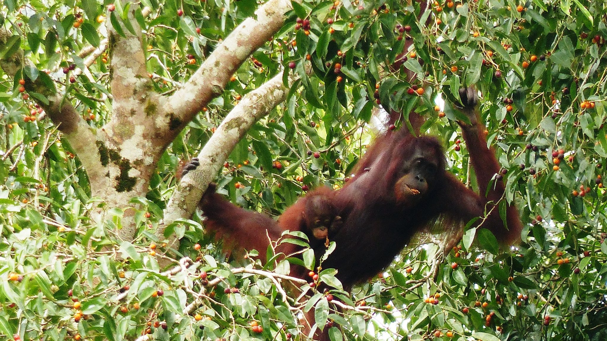Where to See Orangutans in Borneo: A Complete Guide - Stoked To Travel