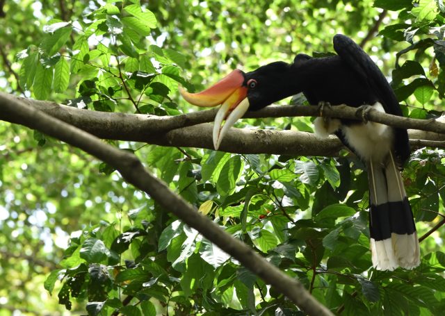 Where to See Orangutans in Borneo: A Complete Guide - Stoked To Travel