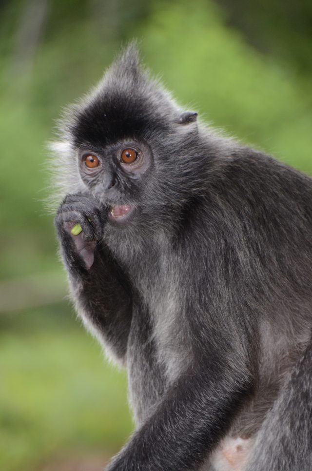 Where to See Orangutans in Borneo: A Complete Guide - Stoked To Travel