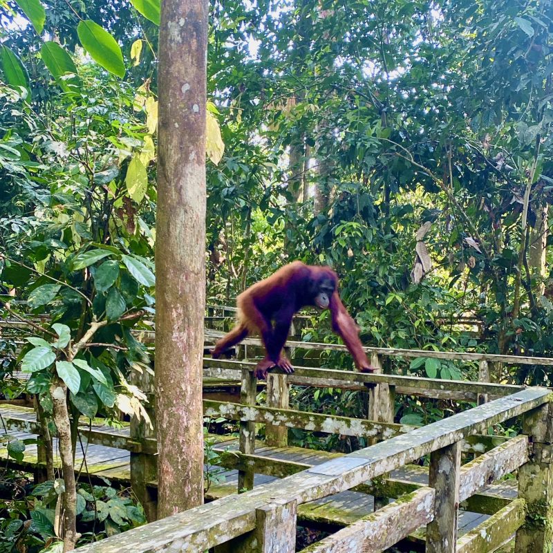 Best Things to Do in Sepilok and Sandakan in Borneo - Stoked To Travel