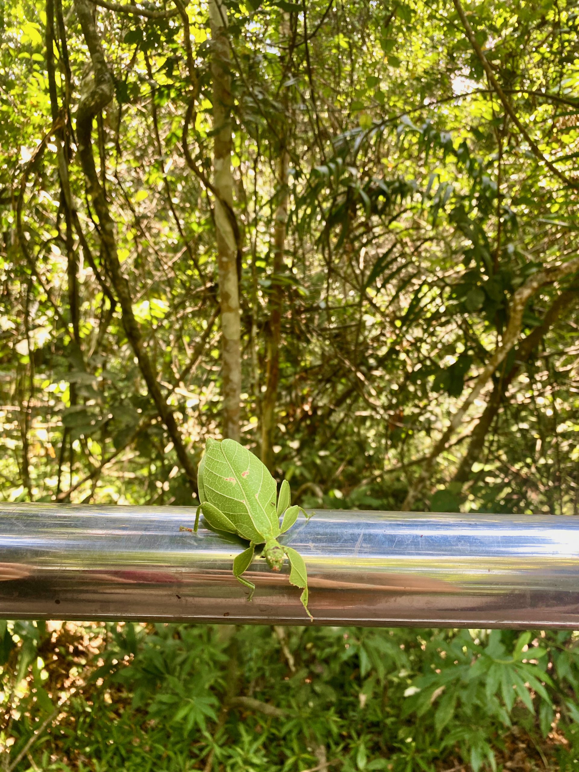 Best Things to Do in Sepilok and Sandakan in Borneo - Stoked To Travel